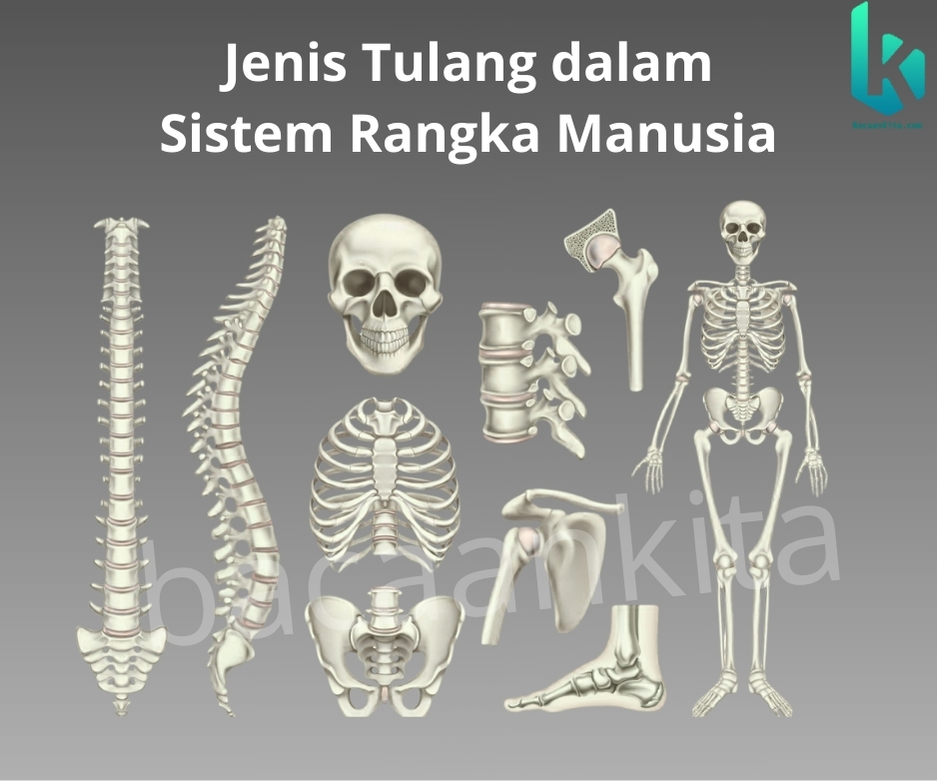 5 Jenis Tulang dalam Sistem Rangka Manusia: Mengungkap Rahasia Penting ...