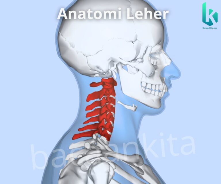 Anatomi Leher: 4 Struktur Super Kompleks yang Menakjubkan dan Esensial ...